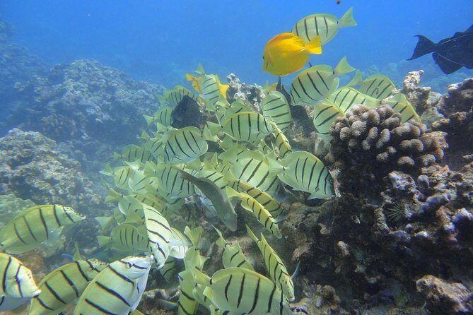 Afternoon Adventure Snorkel from Ka'anapali - Who Will Love This Experience?