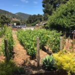 Afternoon Half-day Carmel Valley Wine Tasting Tour - What to Expect from the Experience