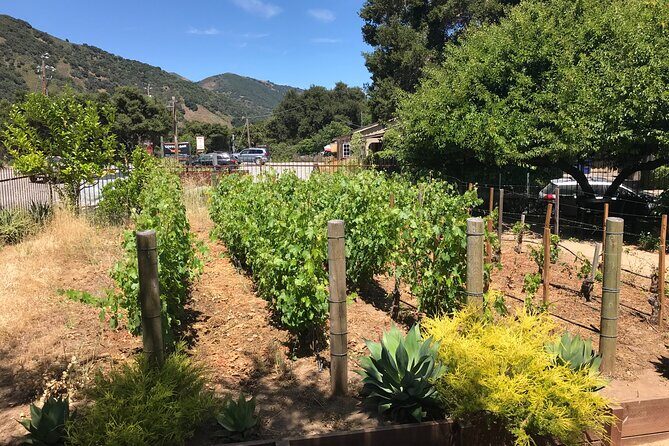 Afternoon Half-day Carmel Valley Wine Tasting Tour - What to Expect from the Experience