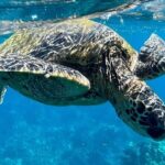 Afternoon Turtle Town Snorkel at Coral Gardens - What to Expect from this Maui Snorkel Adventure