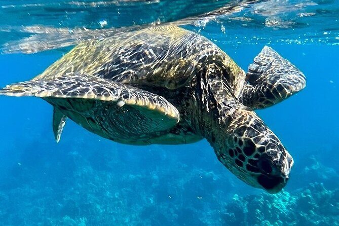Afternoon Turtle Town Snorkel at Coral Gardens - What to Expect from this Maui Snorkel Adventure