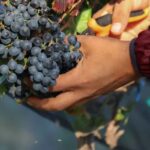 Aguascalientes: Magical Town and Winery Tour - The Itinerary: A Closer Look