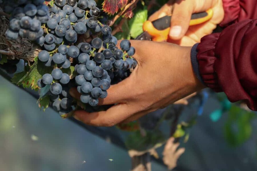 Aguascalientes: Magical Town and Winery Tour - The Itinerary: A Closer Look