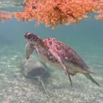 Akumal Adventure with Swimming with Turtles, Cenotes, Mexican Lunch. - Authenticity and Visitor Feedback