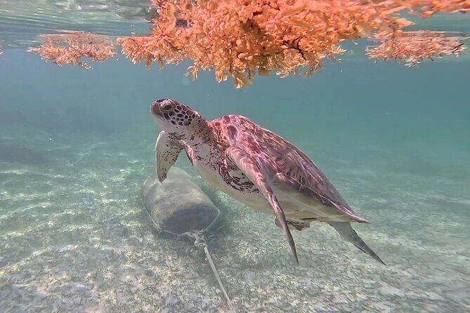Akumal Adventure with Swimming with Turtles, Cenotes, Mexican Lunch. - Authenticity and Visitor Feedback