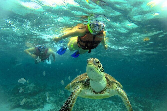 Akumal paradise tour Swimming with Turtles & ancient Tulum Ruins. Lunch included - Who Gains the Most from This Tour?