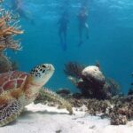 Akumal Reef Snorkel and Turtle Sanctuary From Riviera Maya - What You Can Expect from the Itinerary
