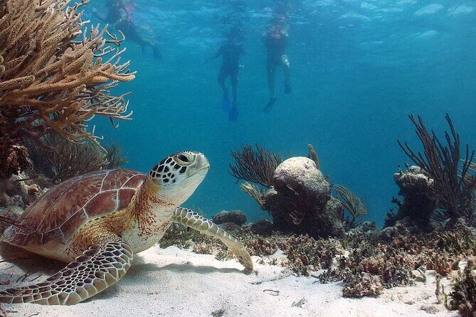 Akumal Reef Snorkel and Turtle Sanctuary From Riviera Maya - What You Can Expect from the Itinerary
