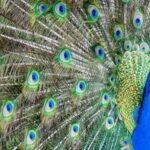 Alabama: Gulf Shores/Orange Beach Area Multi-Attraction Pass - What’s Included and What’s Not
