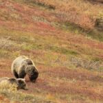Alaska Fall Colors with Northern Lights 5 Days - Transportation & Group Experience