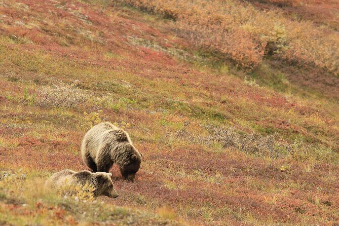 Alaska Fall Colors with Northern Lights 5 Days - Transportation & Group Experience