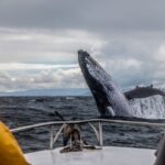 Alaska: Kenai Fjords & Denali National Park 5 Day Adventure - Day 2: Kenai Fjords National Park — Wildlife and Glaciers