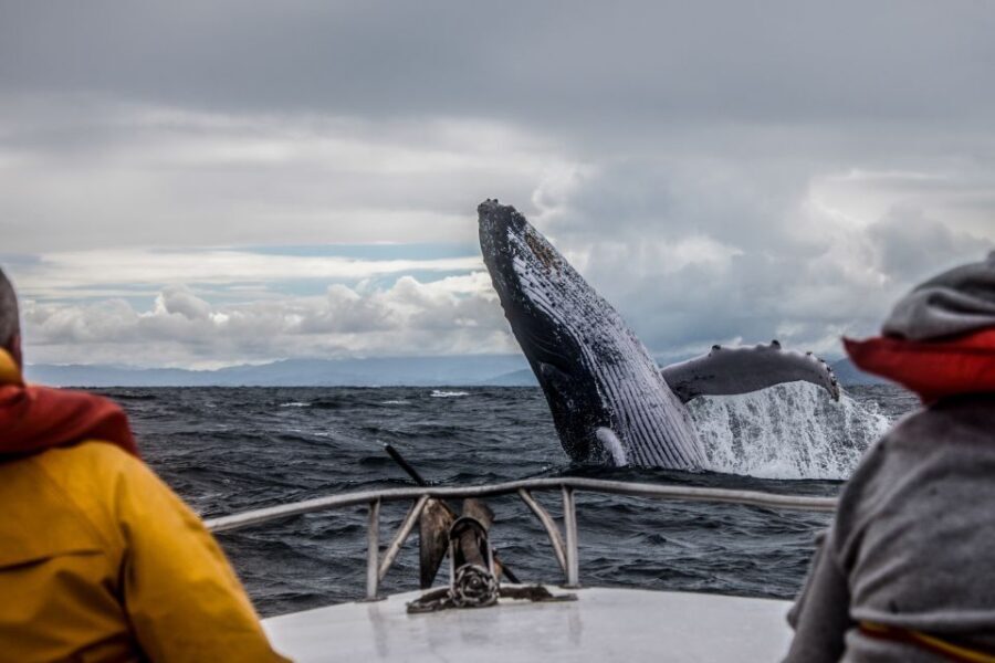 Alaska: Kenai Fjords & Denali National Park 5 Day Adventure - Day 2: Kenai Fjords National Park — Wildlife and Glaciers