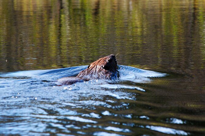 Algonquin Park 4-Day Deluxe Camping & Canoeing Adventure - Why This Tour Offers Great Value