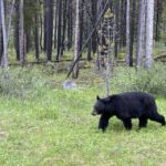 All-Inclusive Private Banff Tour with Hotel Transfer - The Itinerary: What You’ll Likely Experience