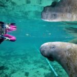 All Inclusive Private Manatee Swim - The Overall Experience: Pros and Cons