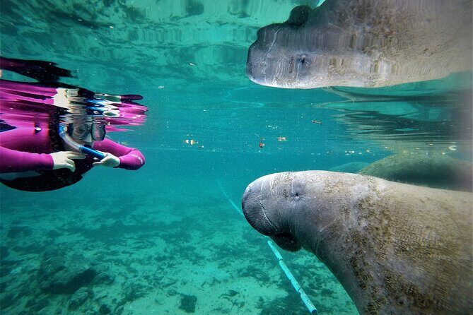 All Inclusive Private Manatee Swim - The Overall Experience: Pros and Cons