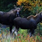 All-Terrain Vehicle Tour in Trinity Newfoundland and Labrador - Practical Tips for Your Trip