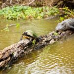 Alligator Swamp Tour by Gray Line New Orleans - The Swamp Boat Ride