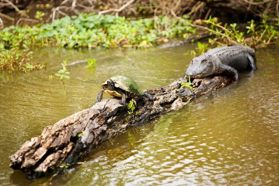 Alligator Swamp Tour by Gray Line New Orleans - The Swamp Boat Ride