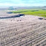 Almond Bloom Adventure: Nature's Art - Audio Driving Tour - Why Choose This Tour?