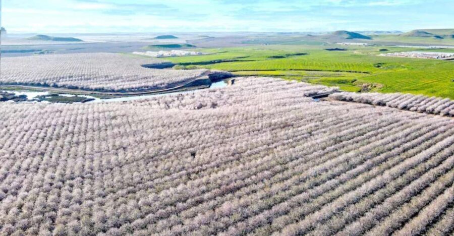 Almond Bloom Adventure: Nature's Art - Audio Driving Tour - Why Choose This Tour?