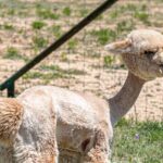 Alpaca Interaction and Wine Tasting - The Experience in Detail