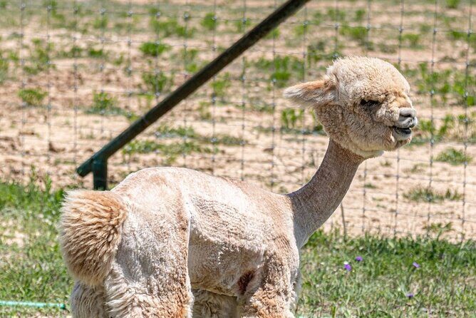 Alpaca Interaction and Wine Tasting - The Experience in Detail