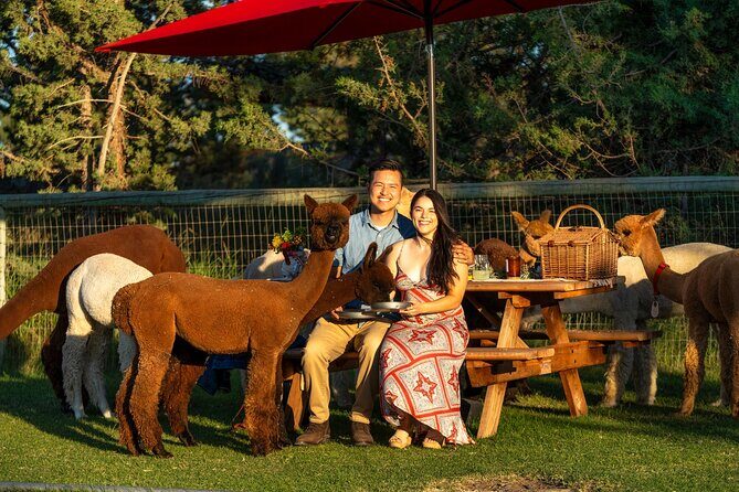 Alpaca Picnic Experience in Oregon
