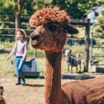 Alpaca Picnic - Immersive Animal Encounter - Seattle Experience - The Practical Details