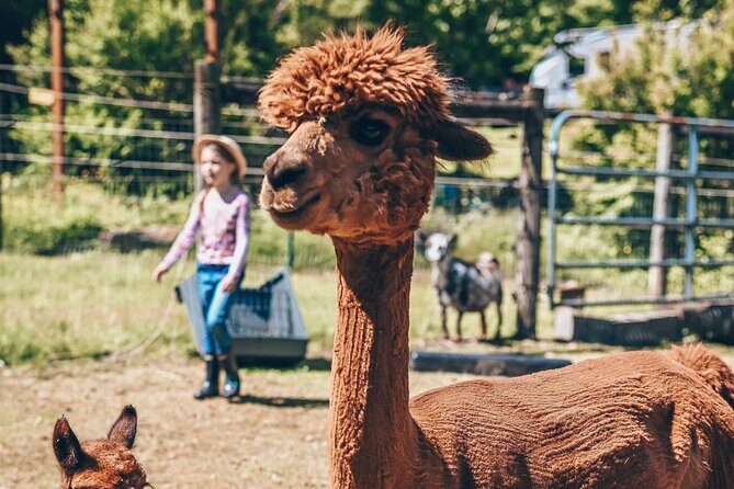 Alpaca Picnic - Immersive Animal Encounter - Seattle Experience - The Practical Details