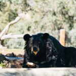 Alpine: Lions Tigers & Bears Animal Sanctuary Guided Visit - Why This Tour Delivers Genuine Value