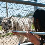 Alpine: Lions Tigers & Bears Sanctuary Visit and Feeding - How the Tour Is Structured