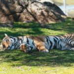 Alpine: Lions Tigers & Bears Sanctuary Visit and Tour - The Scenic Setting and Accessibility