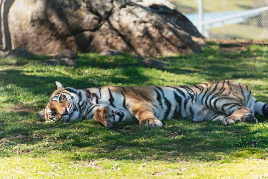 Alpine: Lions Tigers & Bears Sanctuary Visit and Tour - The Scenic Setting and Accessibility
