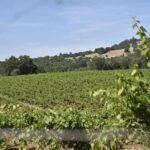 Amador County Wine Tasting Tour Private Tour 1 To 14 Group - The Itinerary in Detail