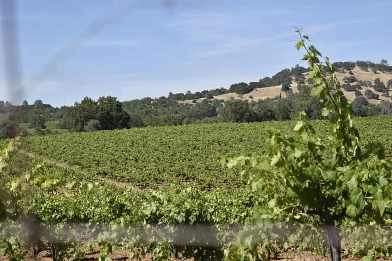Amador County Wine Tasting Tour Private Tour 1 To 14 Group - The Itinerary in Detail