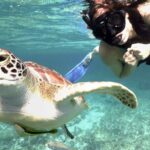 Amazing Adventure in Akumal. Swim with turtles and discover Tulum Ruins. - Pricing & Value