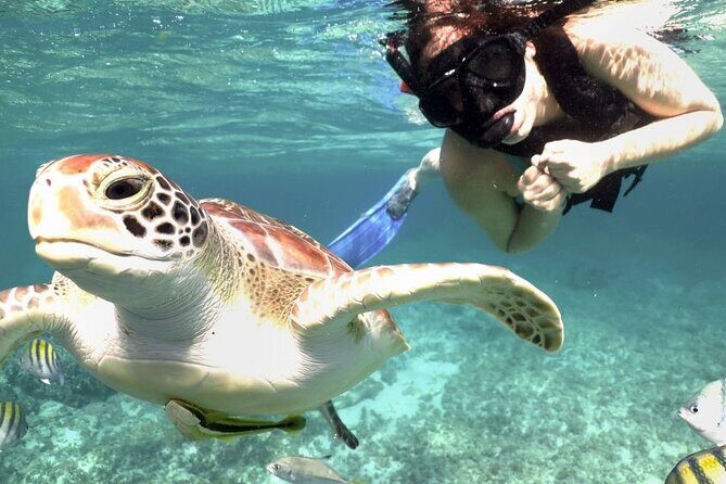 Amazing Adventure in Akumal. Swim with turtles and discover Tulum Ruins. - Pricing & Value