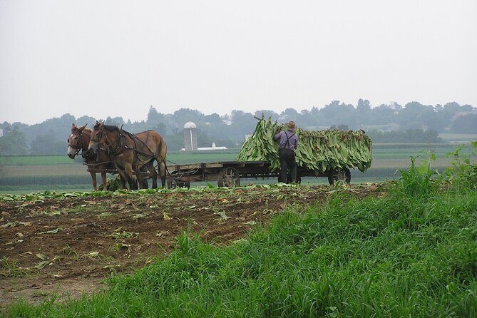 Amish Farmlands Tour - Who Is This Tour Best For?