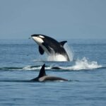Anacortes: Full Day Whale/Wildlife Tour; Friday Harbor Stop - An In-Depth Look at the Tour