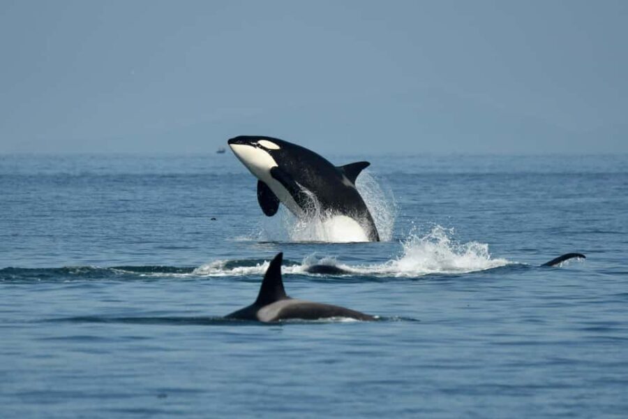 Anacortes: Full Day Whale/Wildlife Tour; Friday Harbor Stop - An In-Depth Look at the Tour