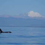 Anacortes: Orca Whales Guaranteed Boat Tour near Seattle - What Do Travelers Say?