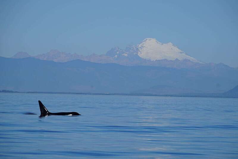Anacortes: Orca Whales Guaranteed Boat Tour near Seattle - What Do Travelers Say?