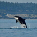 Anacortes: Whale Watching Adventure Tour Near Seattle - The Vessel and Experience: Speed, Comfort, and Wildlife Encounters