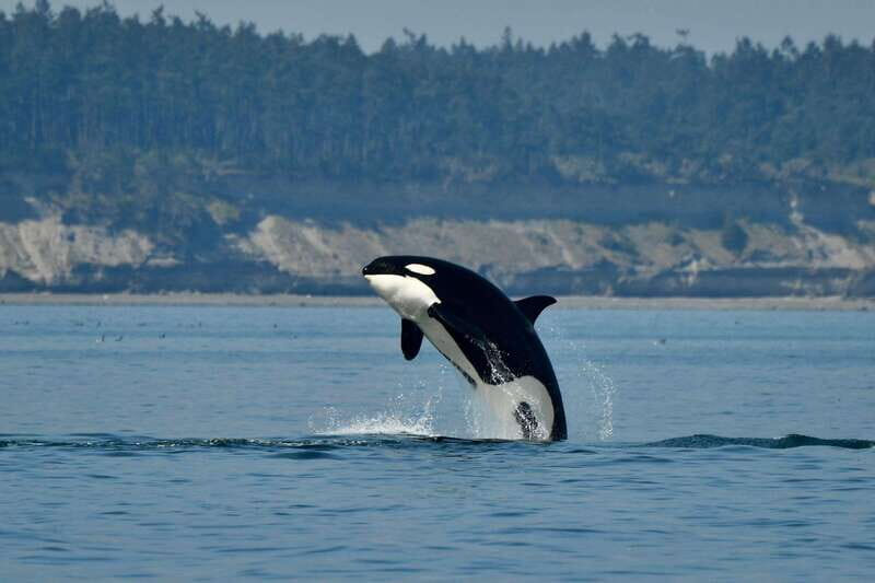 Anacortes: Whale Watching Adventure Tour Near Seattle - The Vessel and Experience: Speed, Comfort, and Wildlife Encounters