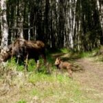 Anchorage: Coastal Trail 3-Hour City Bike Tour - Practical Details and Tips