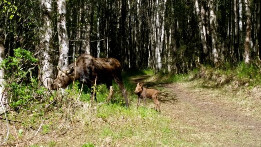 Anchorage: Coastal Trail 3-Hour City Bike Tour - Practical Details and Tips