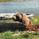 Anchorage: Wildlife, Glacier, and Wine Tasting Tour - FAQ