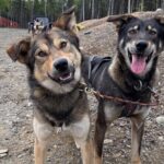 Anchorage's Authentic Dog Sledding Experience - The Experience in Context
